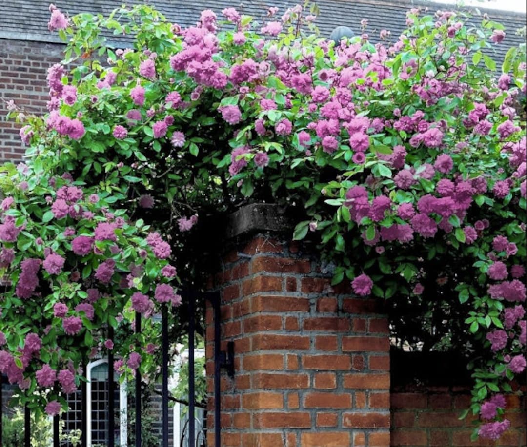 LIVE climbing Lavender Crush Perennial Rose Bush Shrub FREE SHIPPING - Etsy