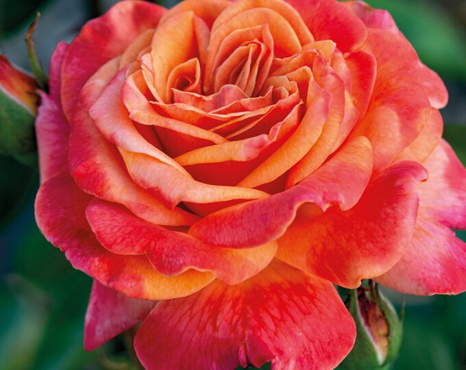 LIVE "arizona" Perennial Rose Live Bush Shrub + FREE SHIPPING - Etsy