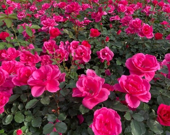 LIVE electron Perennial Rose Live Bush Shrub FREE SHIPPING - Etsy