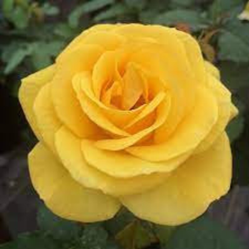 LIVE sol Desire Perennial Rose Live Bush Shrub - Etsy