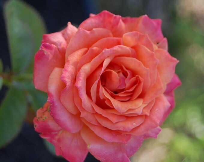 LIVE arizona Perennial Rose Live Bush Shrub FREE - Etsy