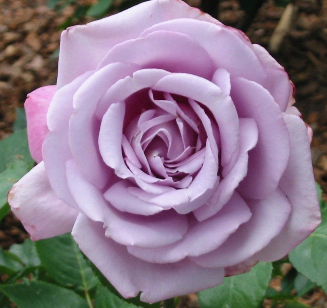 LIVE "moonlight Magic" Perennial Rose Live Bush Shrub + FREE SHIPPING ...
