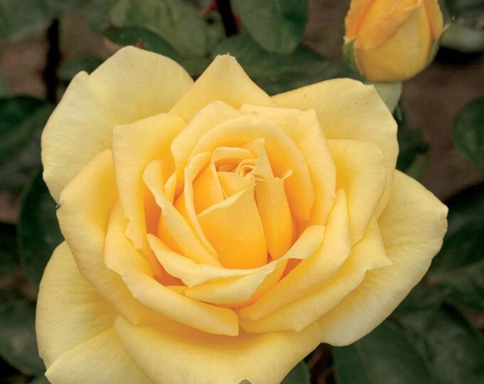 LIVE "oregold" Perennial Rose Live Bush Shrub + FREE SHIPPING - Etsy