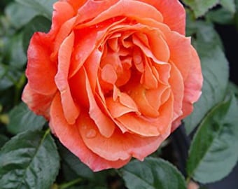 LIVE sol Desire Perennial Rose Live Bush Shrub FREE SHIPPING - Etsy
