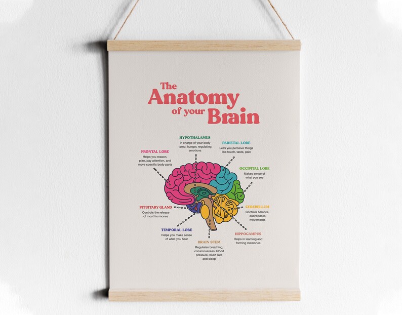 Brain Anatomy Poster Printable Art Therapy Office Decor - Etsy