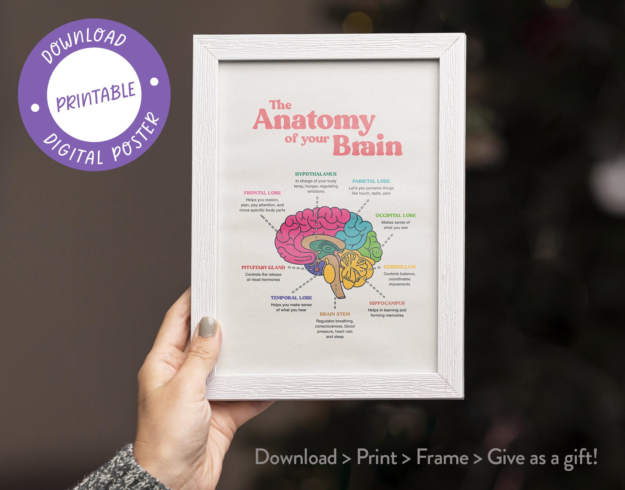 Brain Anatomy Poster Printable Art Therapy Office Decor - Etsy Australia