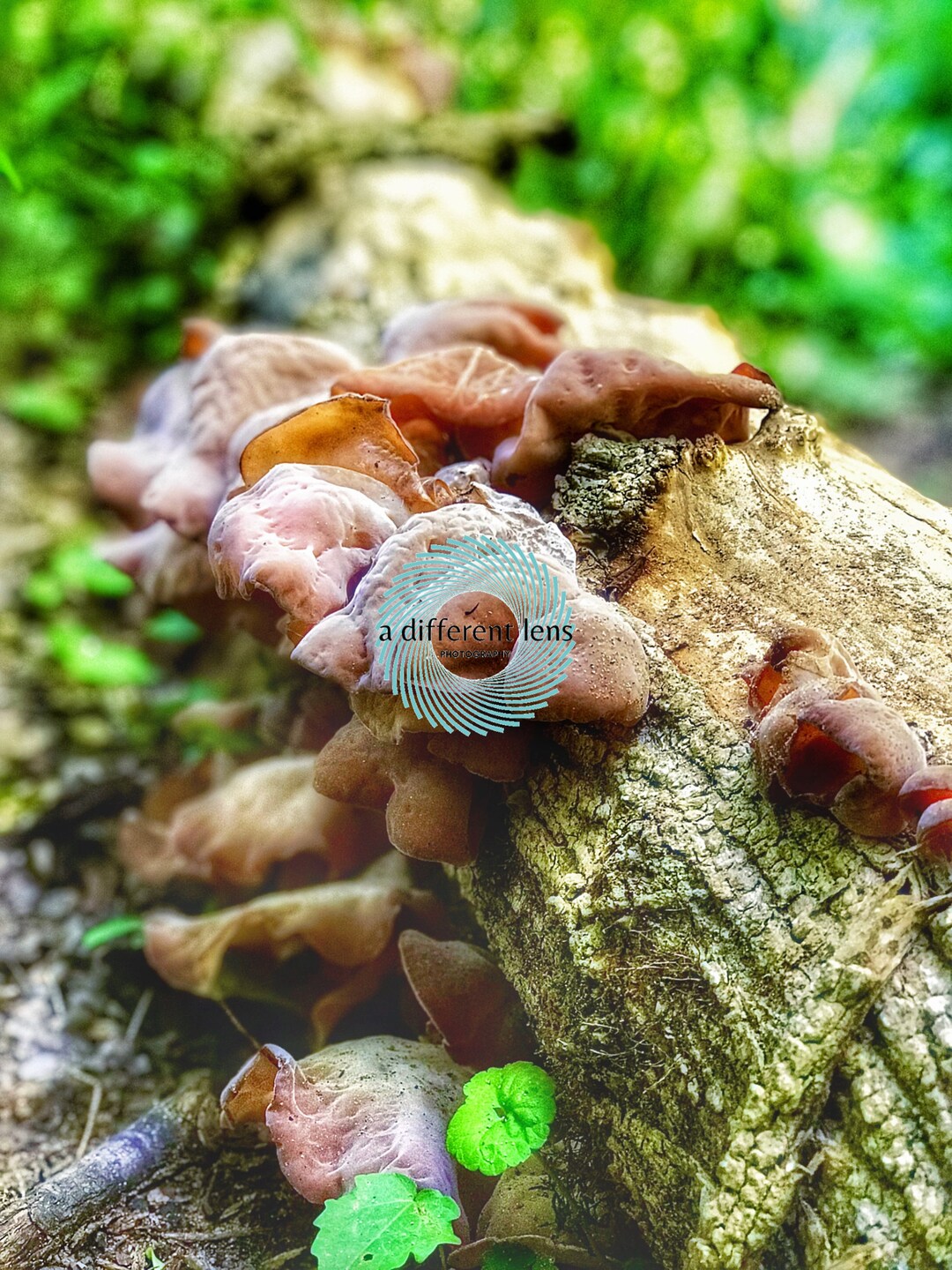Chatham County Fotografie, Lower Haw River Trail - Etsy Österreich