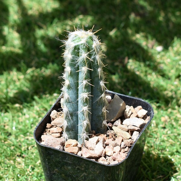 Blue Cactus Live Plant - Etsy