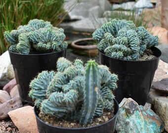 Crested Blue Candle - Etsy