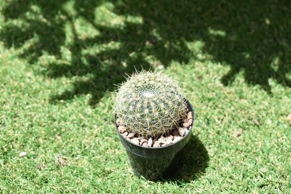 Notocactus Species - Etsy