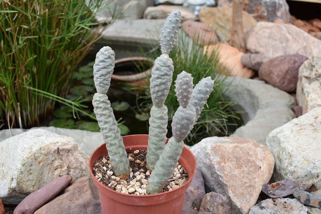 Pine Cone Cactus, Tephrocactus Articulatus - Etsy
