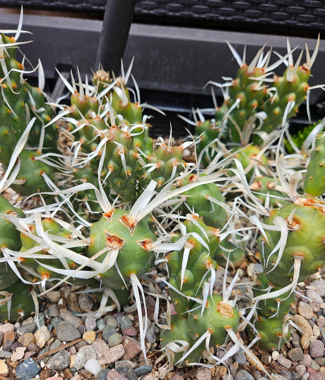 Paper Spine or Spruce Cactus, Opuntia Papyracantha - Etsy