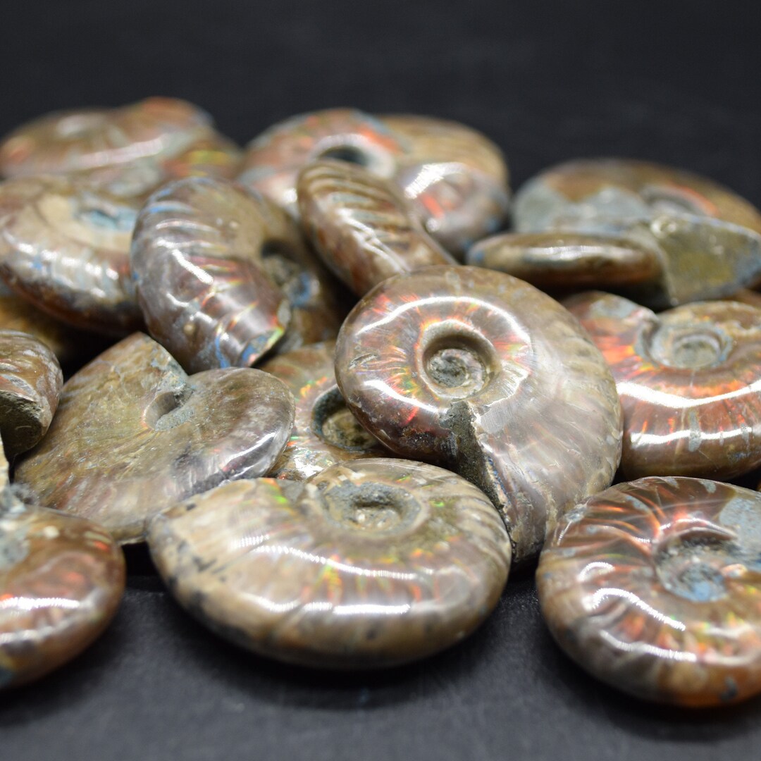 Red Fire Iridescent Ammonite Cleoniceras Fossils From Madagascar - 3 ...