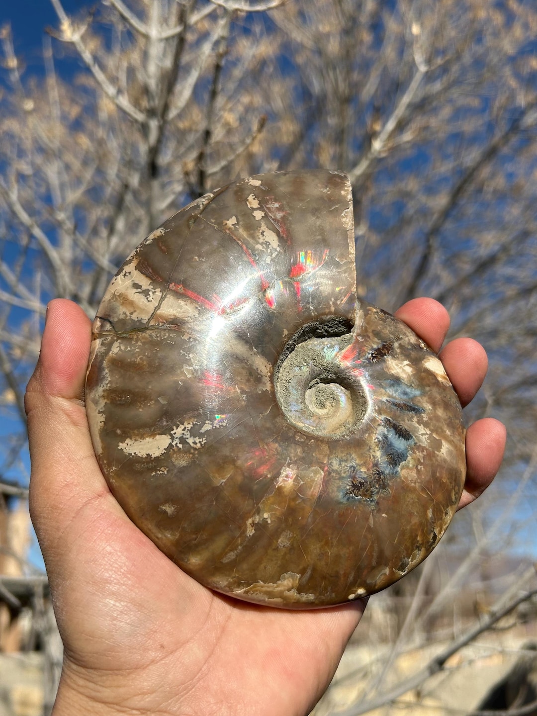 Flashy Ammonite Fossil | 1 Pound Ammonite | Fossil Ammonite - Etsy