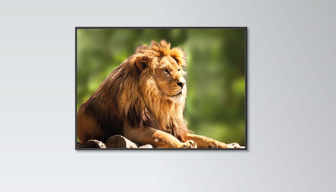Lion Poster Print Wild Animal Big Cat Home Décor Eco Prints - Etsy