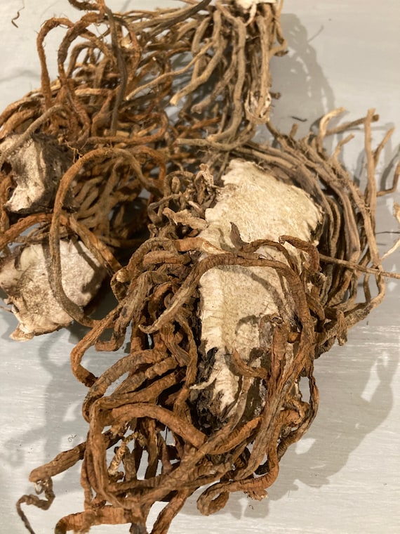 Skunk Cabbage Root Symplocarpus Foetidus 6 Ounces. - Etsy