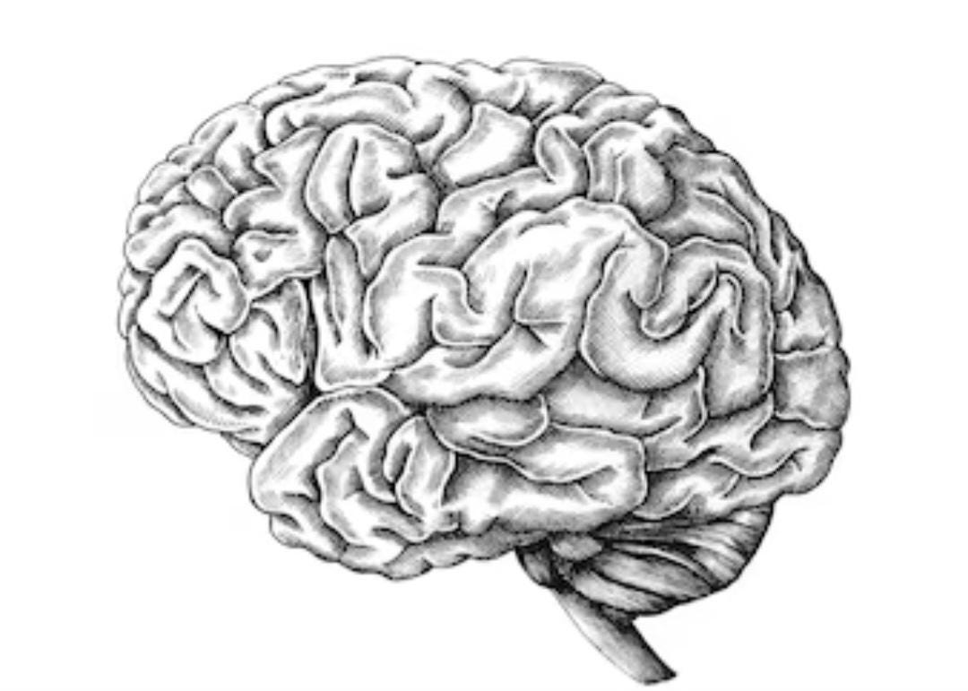 Small/goat Animal Brain - Etsy