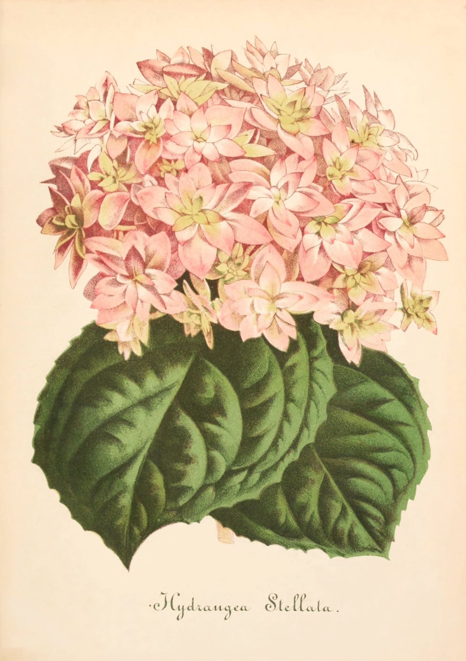 Vintage Hydrangea Print, Botanical Illustration, Pink, Flower Print ...