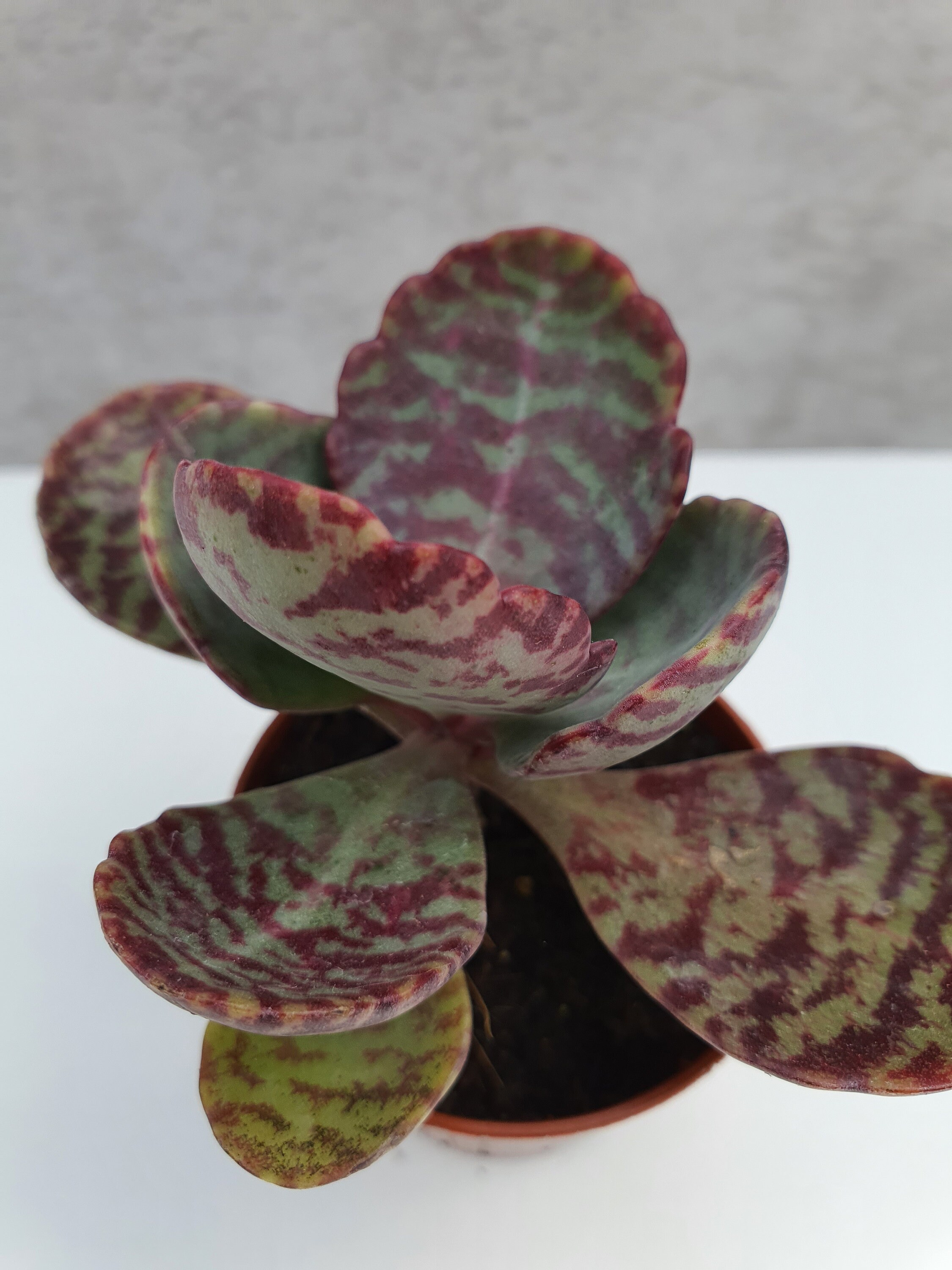 RARE Kalanchoe humilis Desert Surprise succulent | Etsy