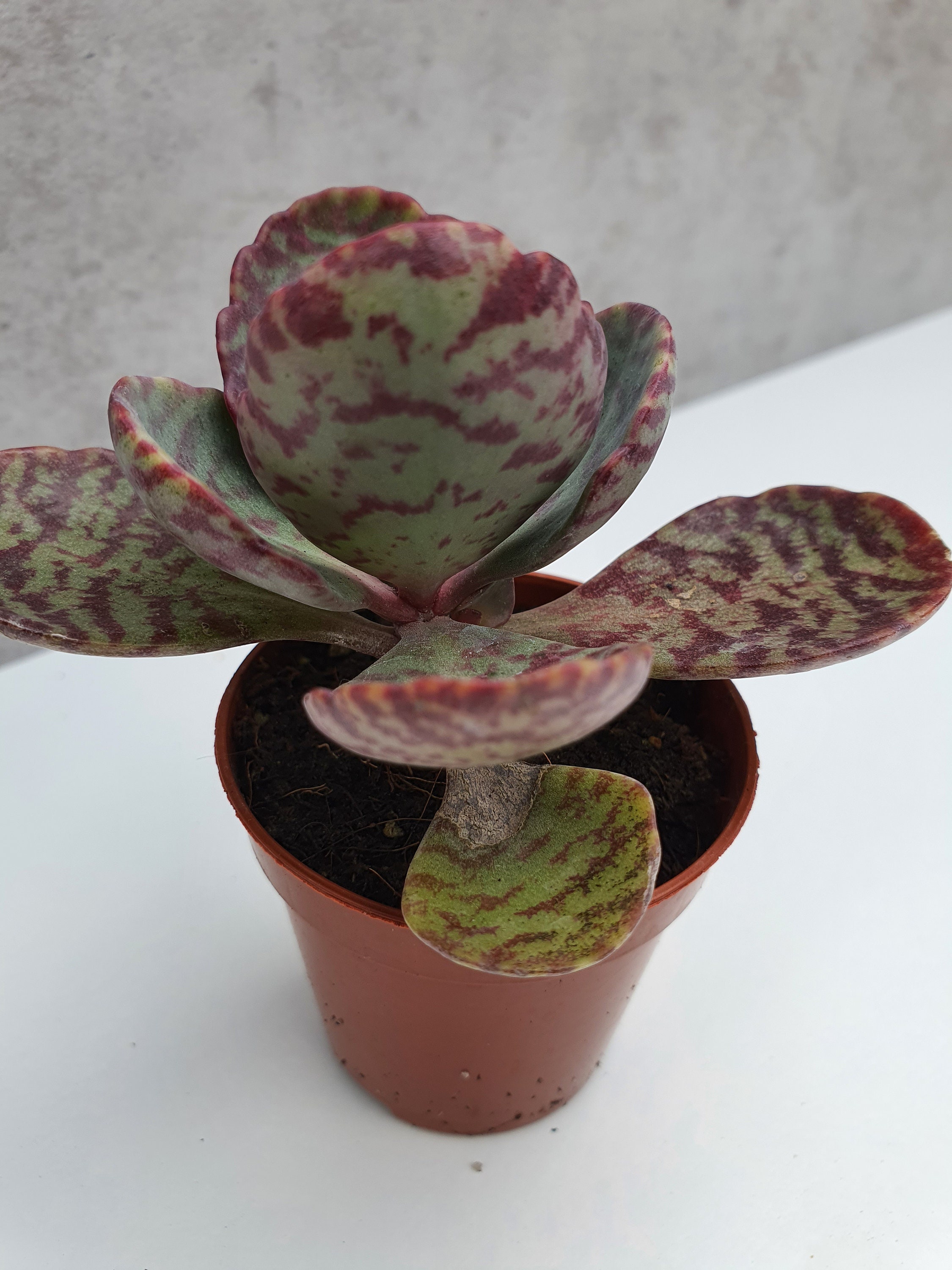 RARE Kalanchoe humilis Desert Surprise succulent | Etsy