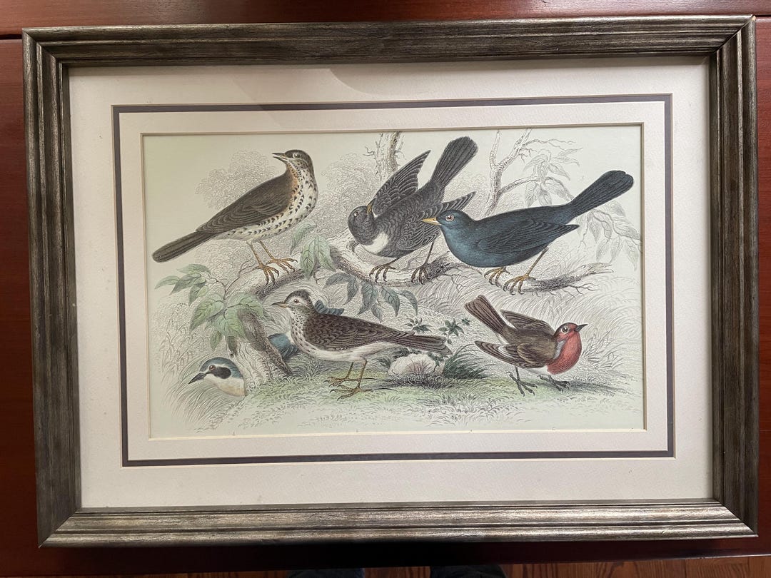 1852 Hand Colored Engraving Bird Print Coppersmith 15x21 Framed Matted ...