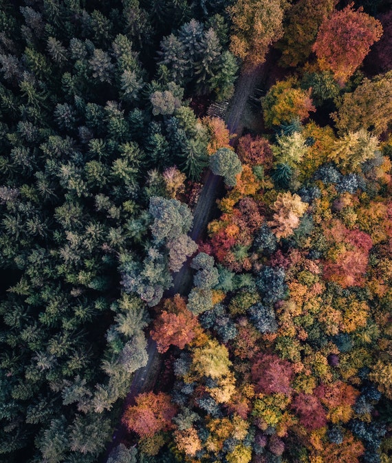 Autumn From Above Minimalist Landscape Prints Aerial Art | Etsy