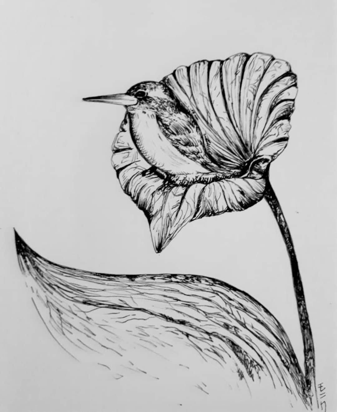 Birds Drawing Series - Etsy