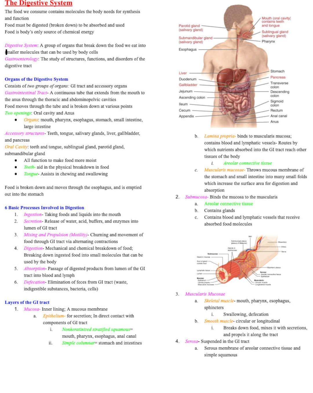 Digestive System- Anatomy and Physiology- Nursing School Prerequisite ...