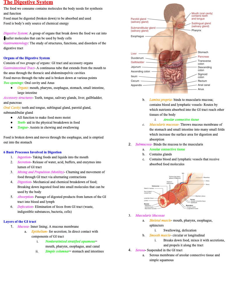Digestive System- Anatomy and Physiology- Nursing School Prerequisite ...