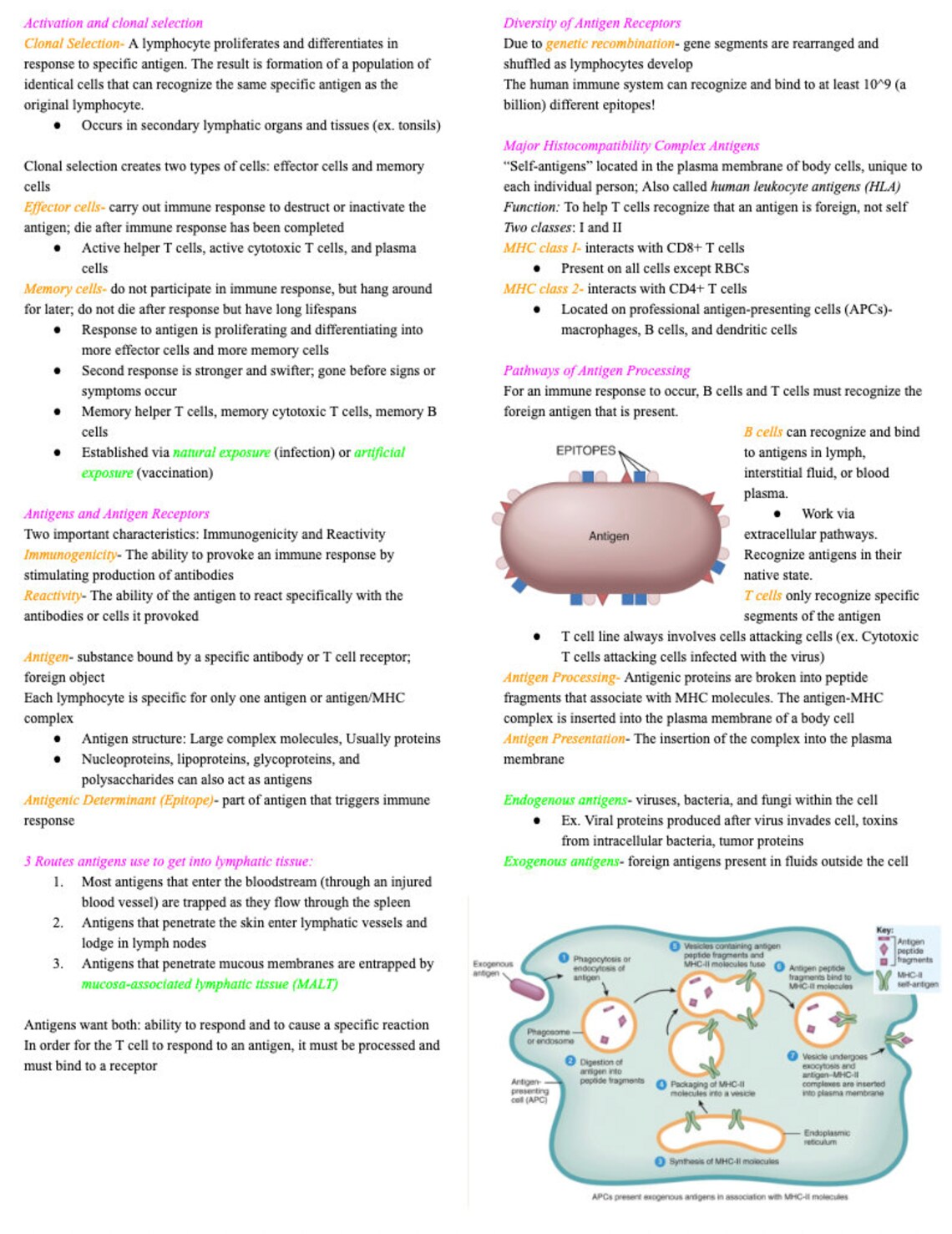 Lymphatic System and Immunity- Anatomy and Physiology- Nursing School ...