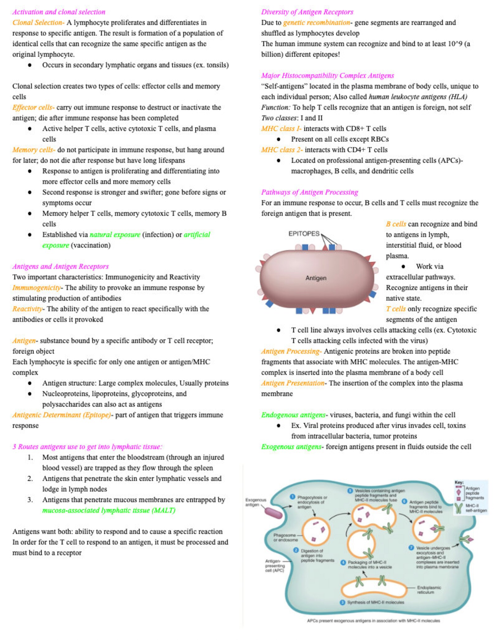 Lymphatic System and Immunity- Anatomy and Physiology- Nursing School ...