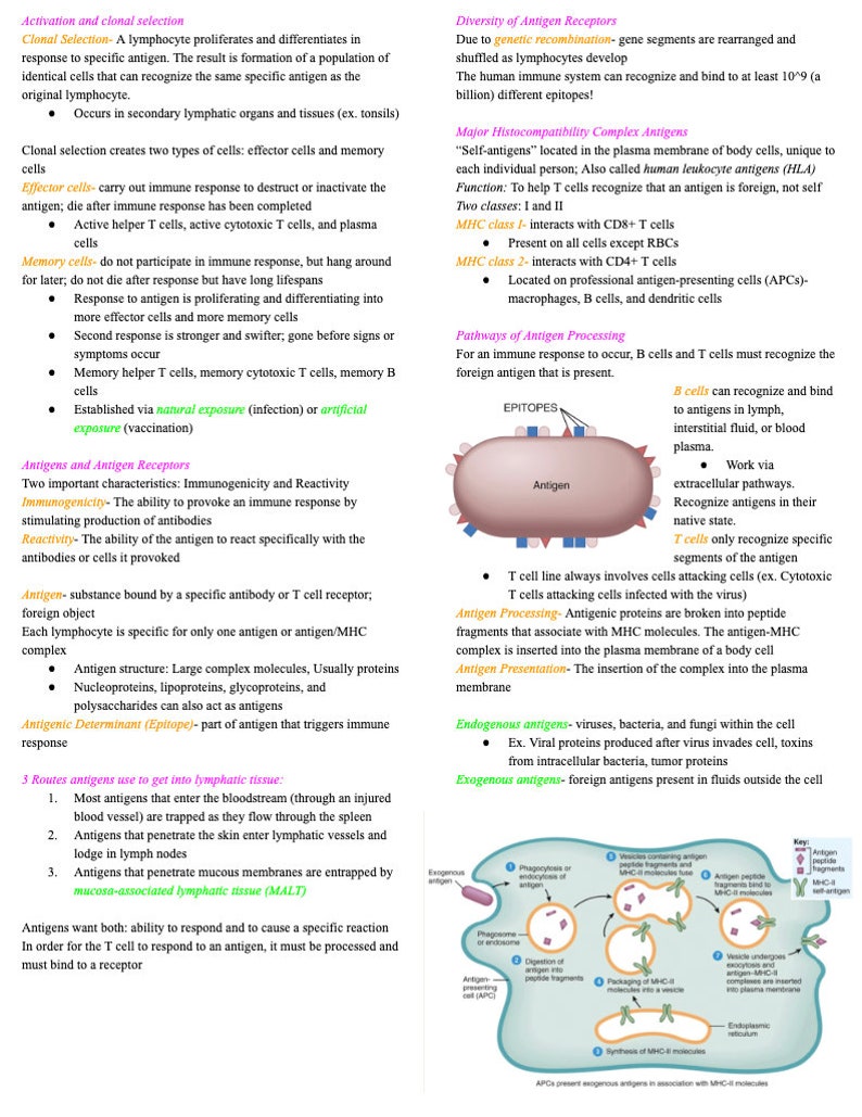 Lymphatic System and Immunity- Anatomy and Physiology- Nursing School ...
