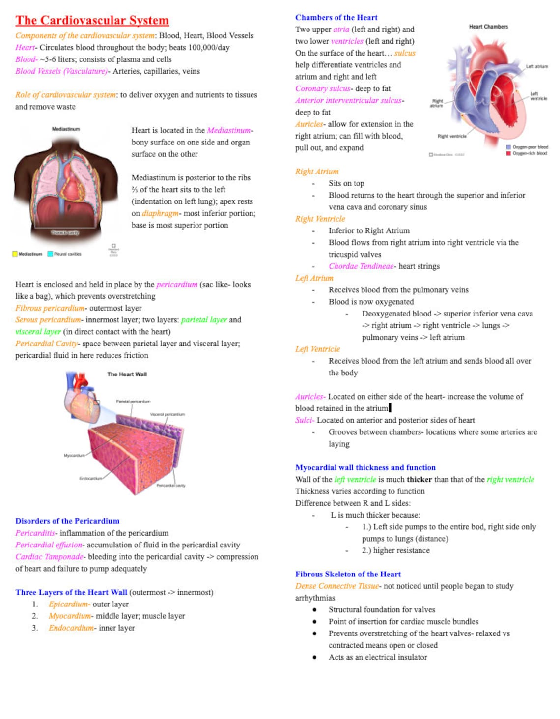 The Cardiovascular System Notes- Anatomy and Physiology- Nursing School ...