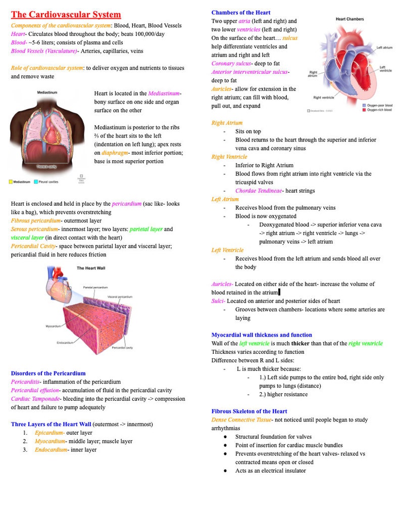 The Cardiovascular System Notes- Anatomy and Physiology- Nursing School ...