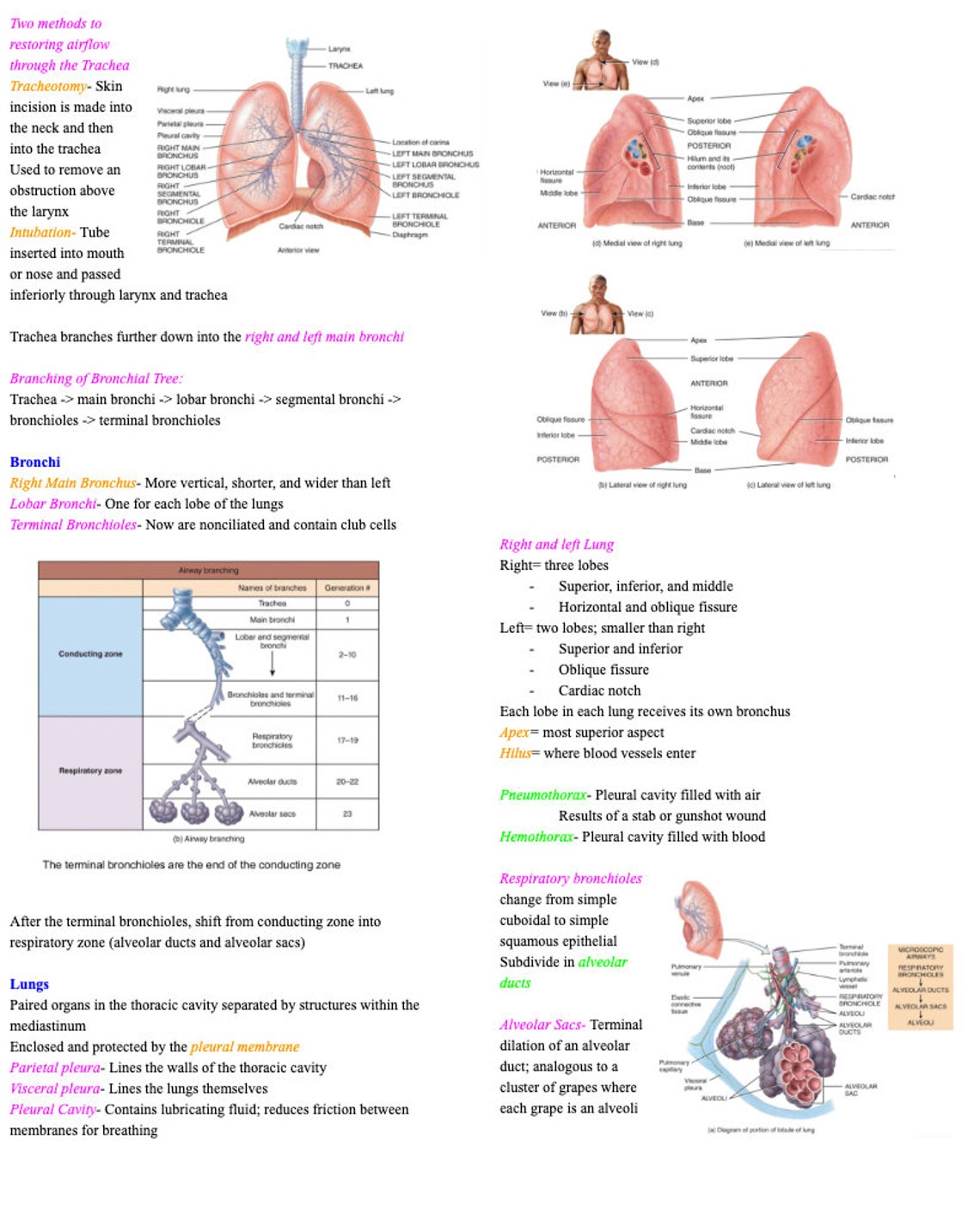 Respiratory System Notes- Anatomy and Physiology- Nursing School ...