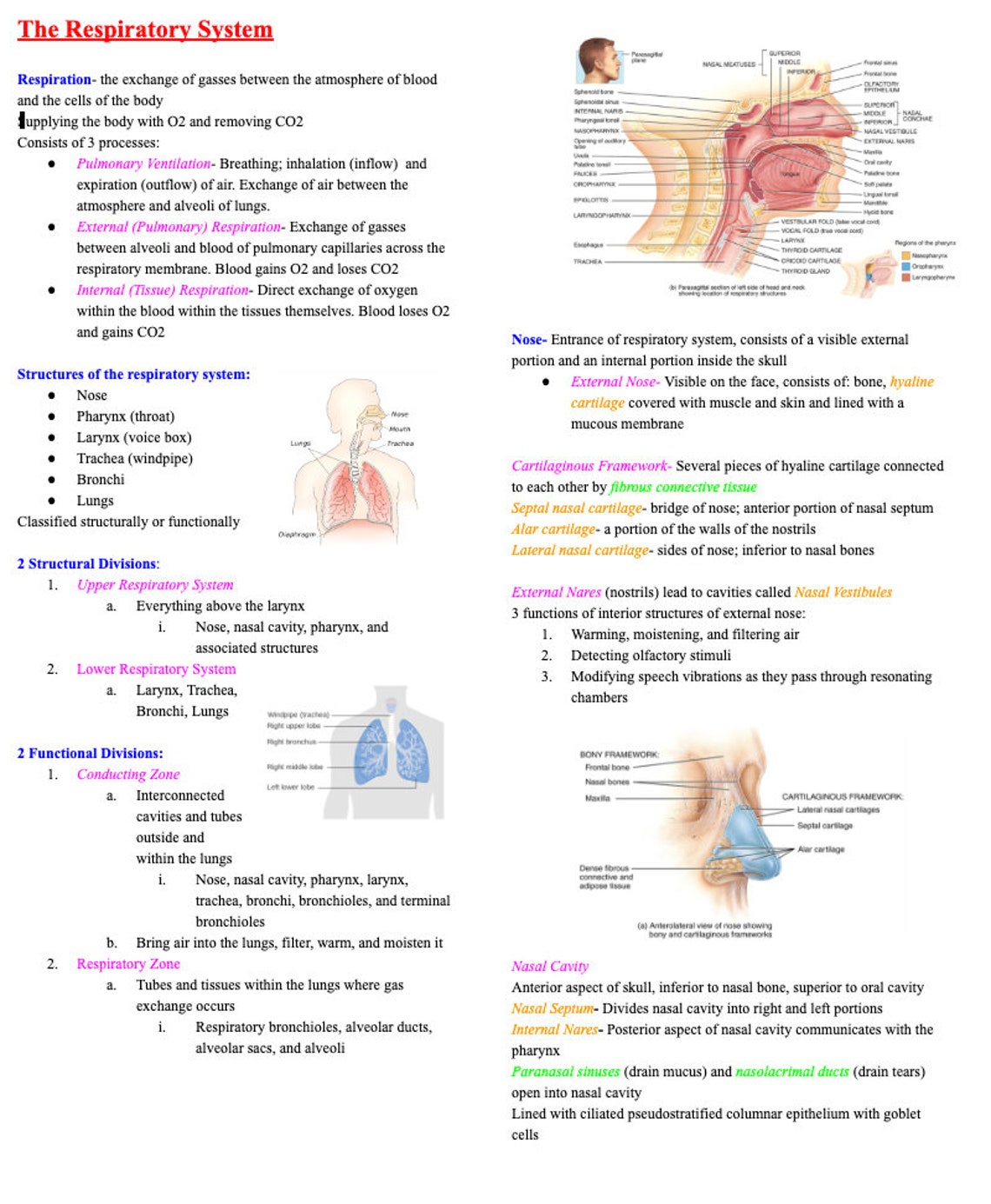 Respiratory System Notes- Anatomy and Physiology- Nursing School ...