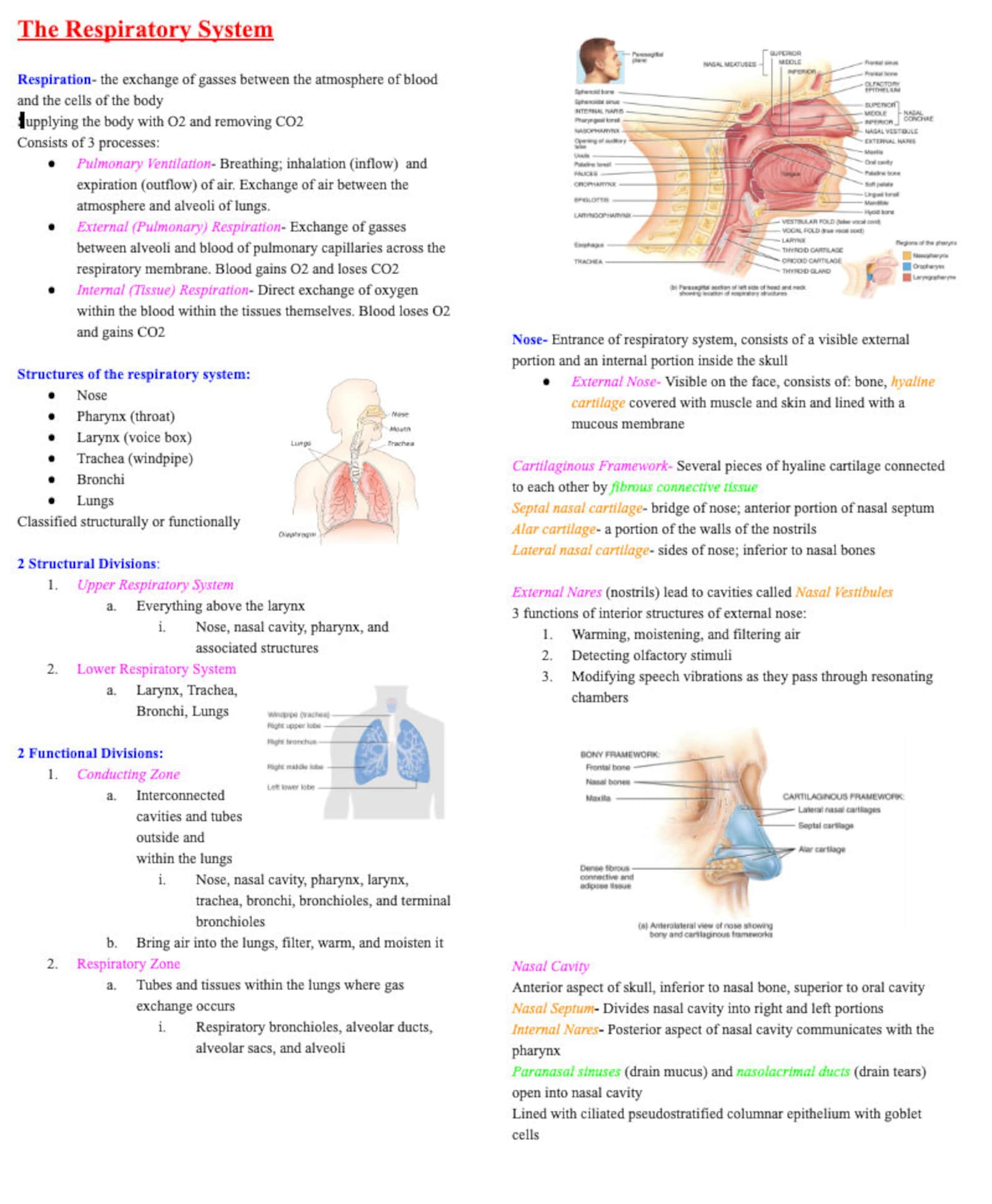 Respiratory System Notes- Anatomy and Physiology- Nursing School ...