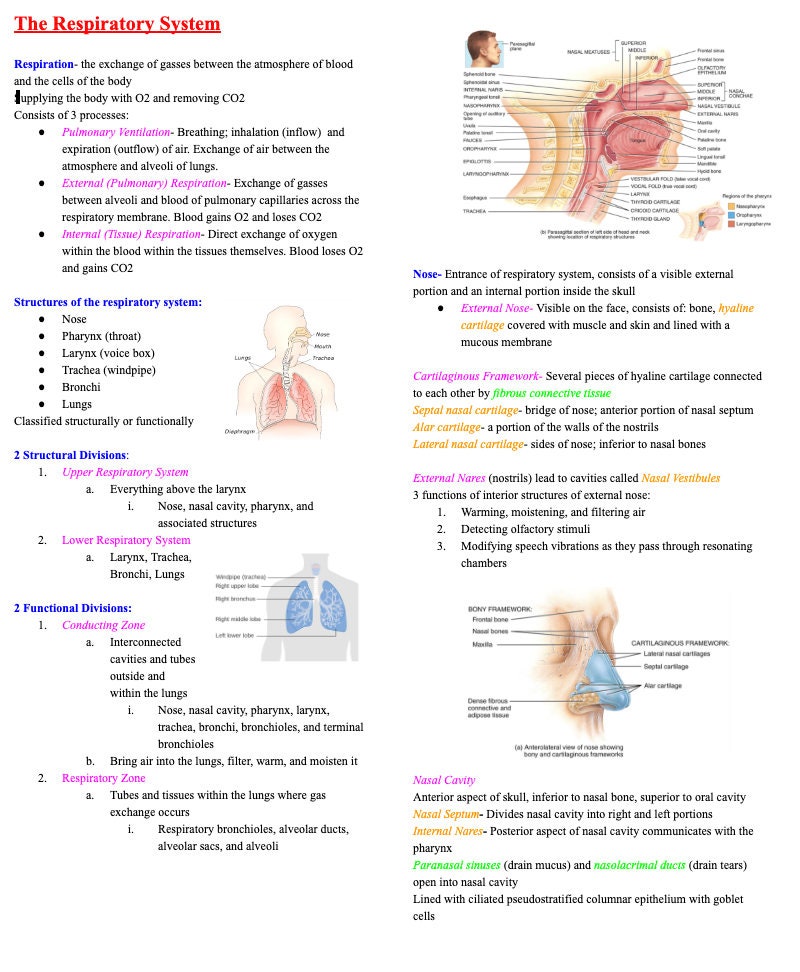 Respiratory System Notes- Anatomy and Physiology- Nursing School ...