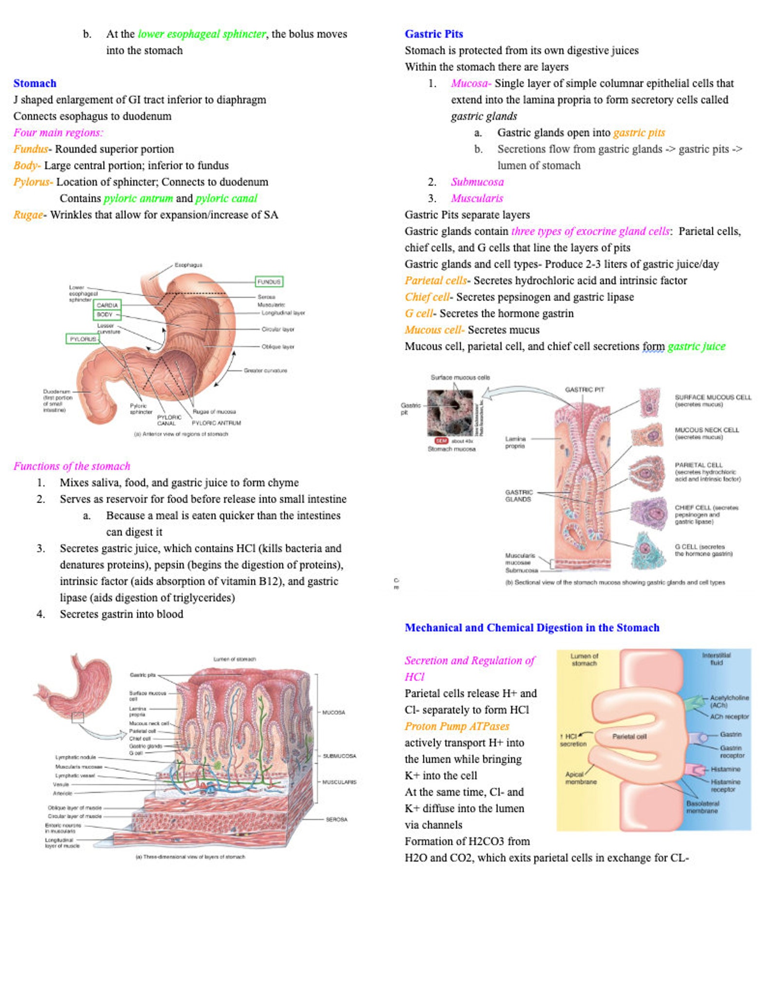 Digestive System- Anatomy and Physiology- Nursing School Prerequisite ...