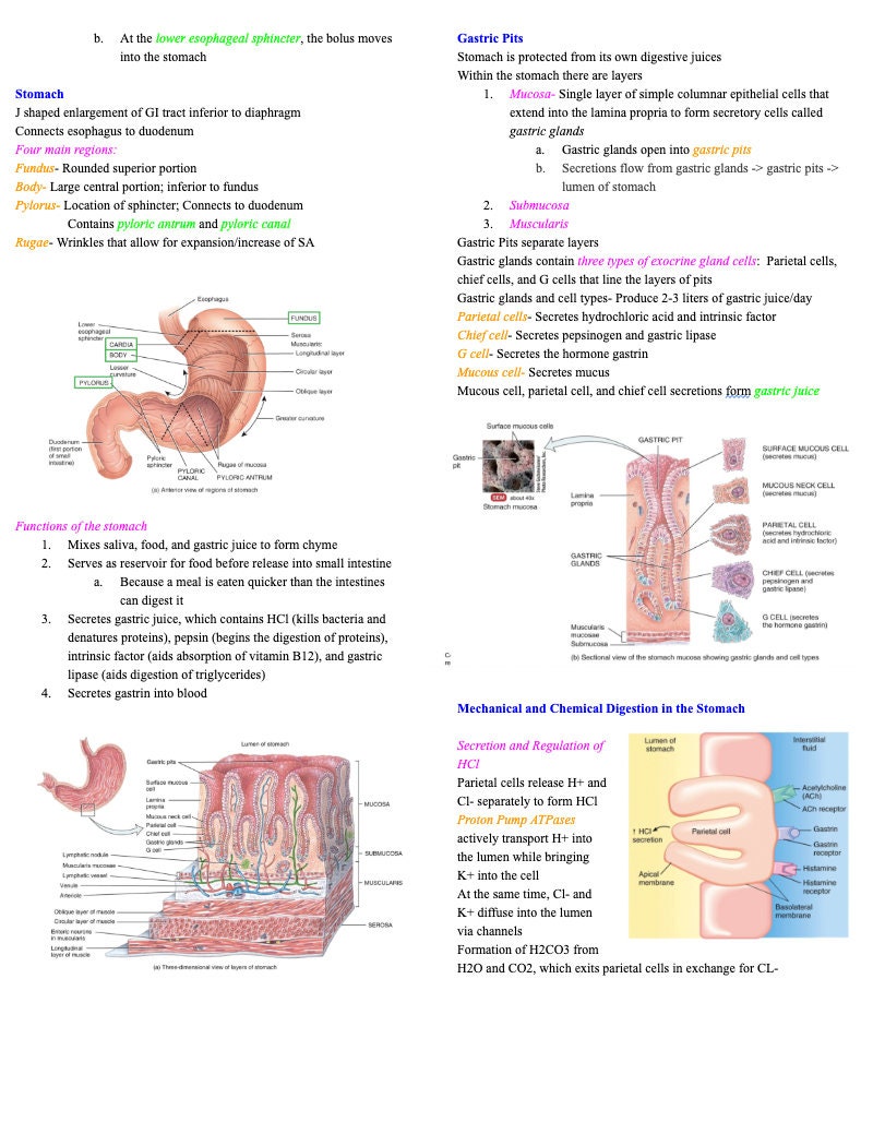Digestive System- Anatomy and Physiology- Nursing School Prerequisite - Etsy