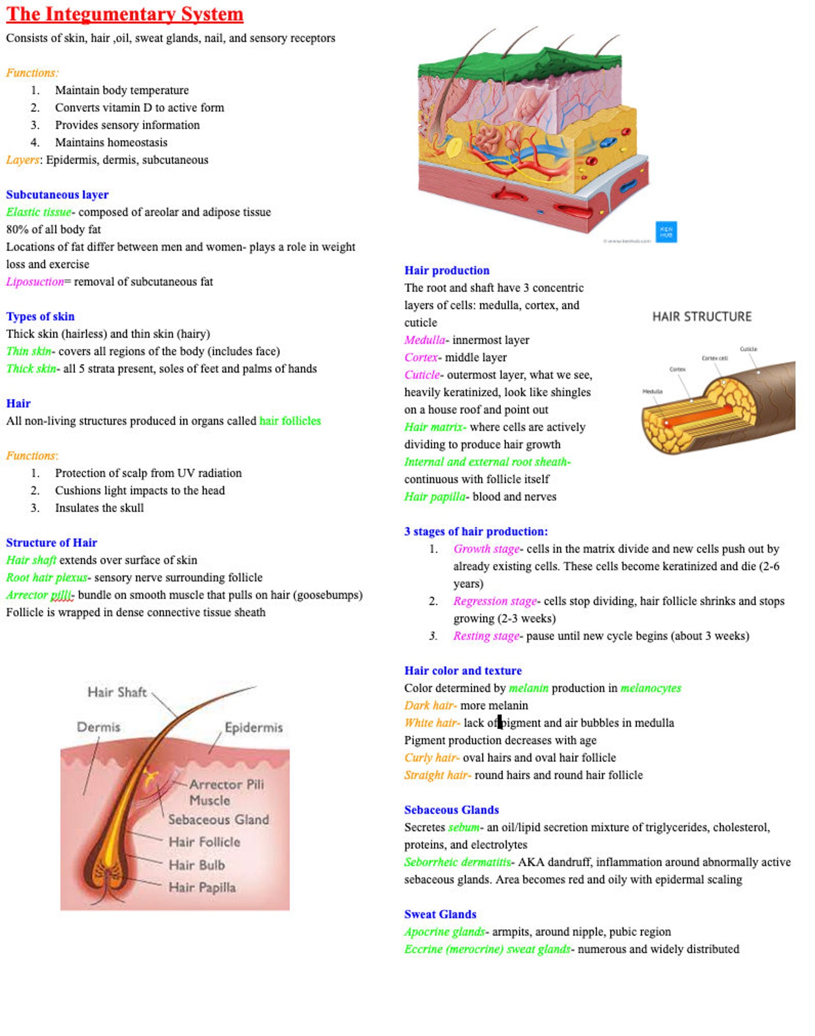 Integumentary System- Anatomy and Physiology- Nursing School ...