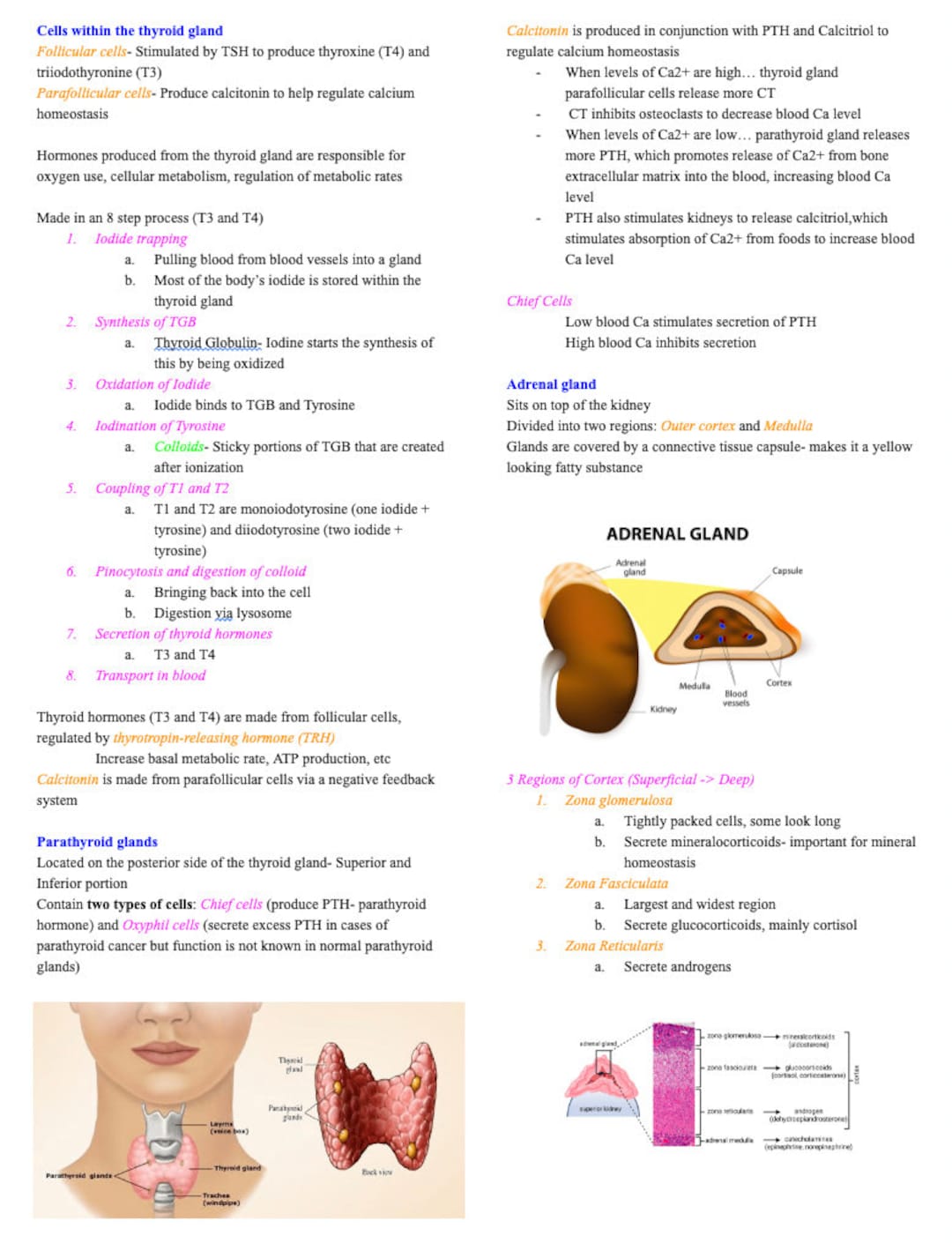 Endocrine System Notes- Anatomy and Physiology- Nursing School ...