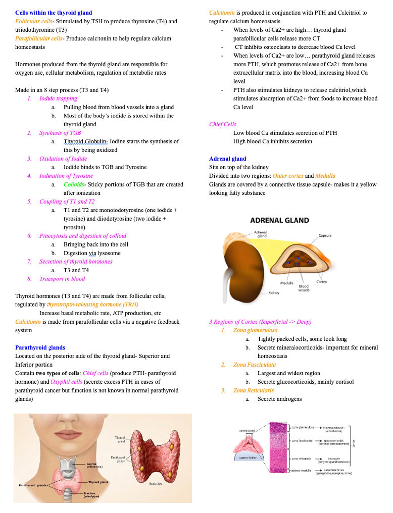 Endocrine System Notes- Anatomy and Physiology- Nursing School ...
