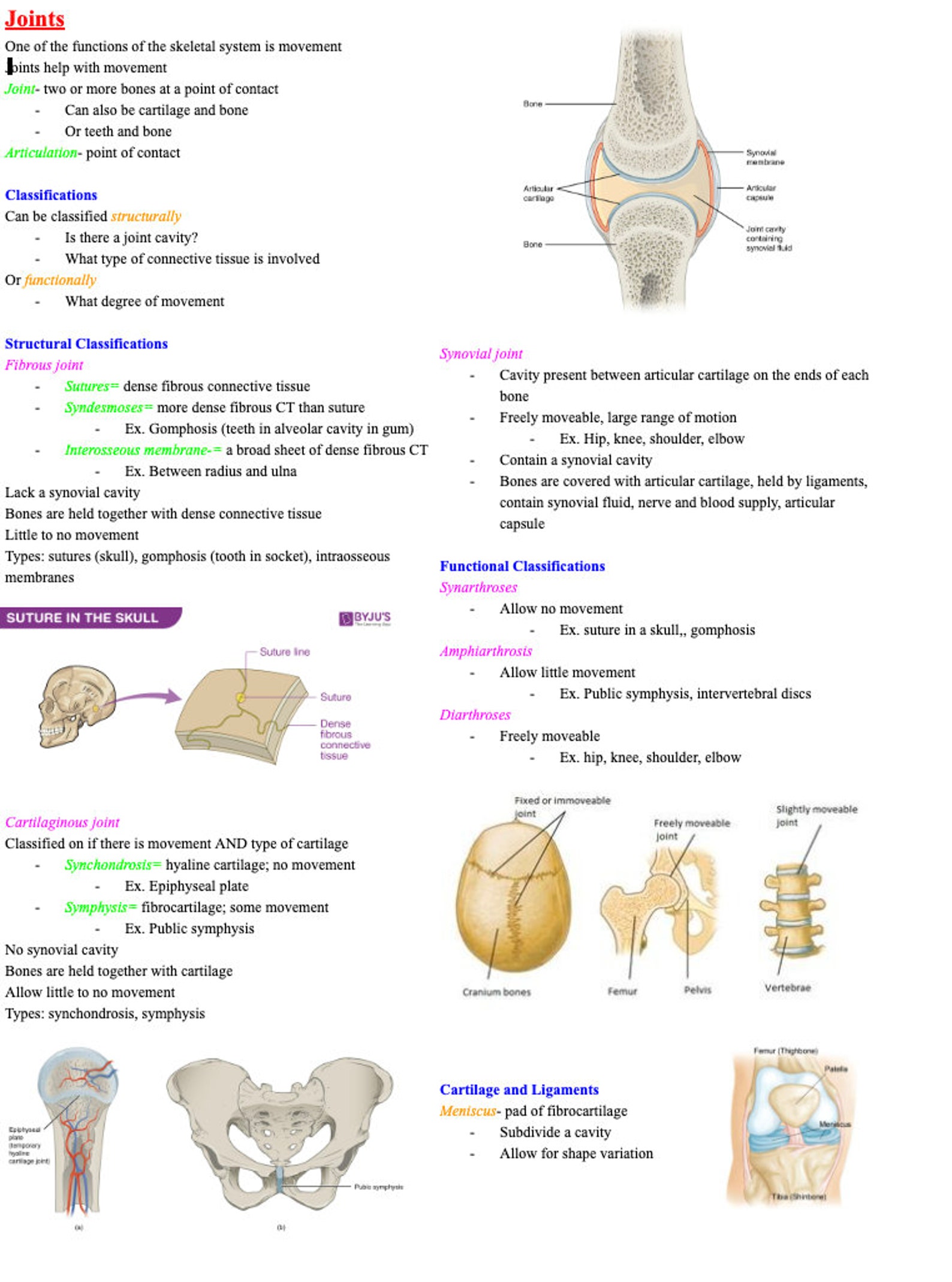 Joints- Anatomy and Physiology- Nursing School Prerequisite - Etsy