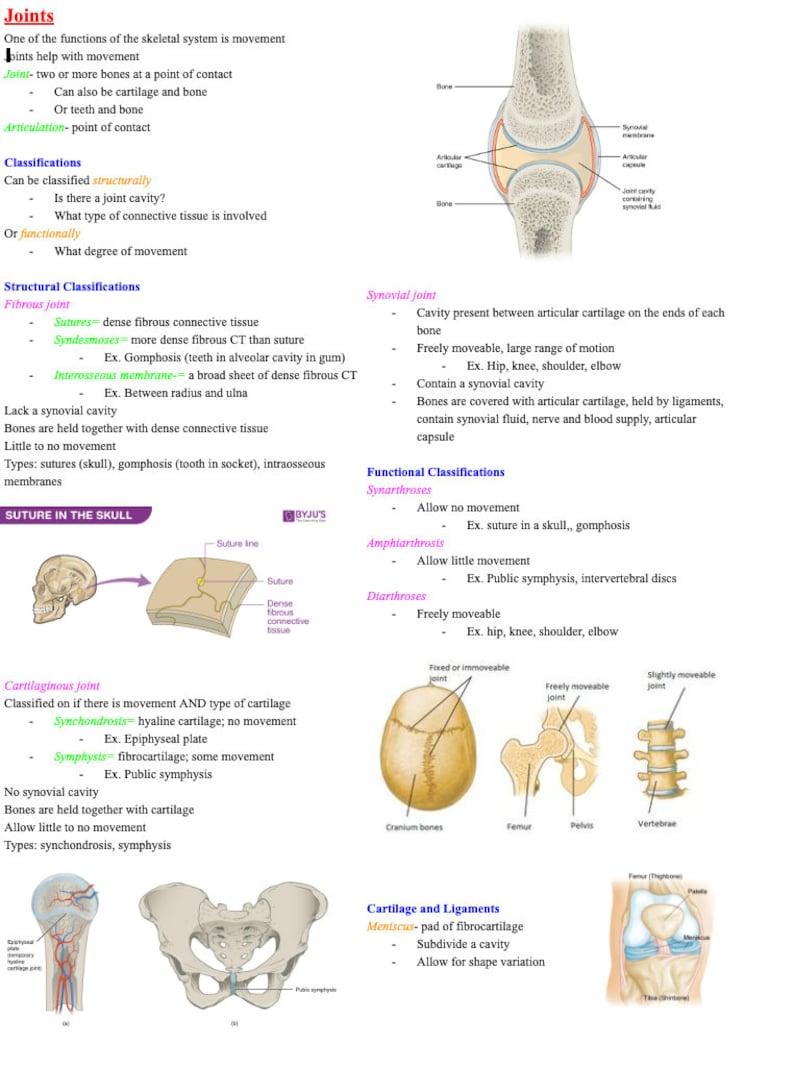 Joints- Anatomy and Physiology- Nursing School Prerequisite - Etsy