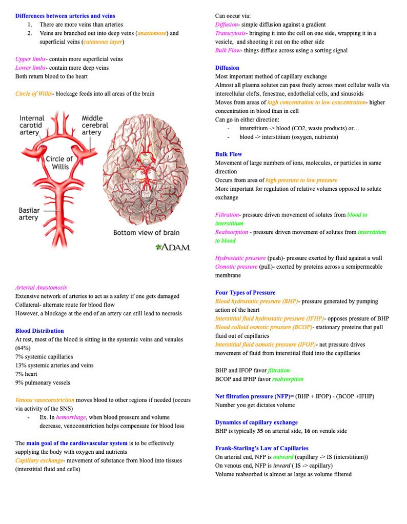 Blood Vessels and Circulation- Anatomy and Physiology Nursing School ...