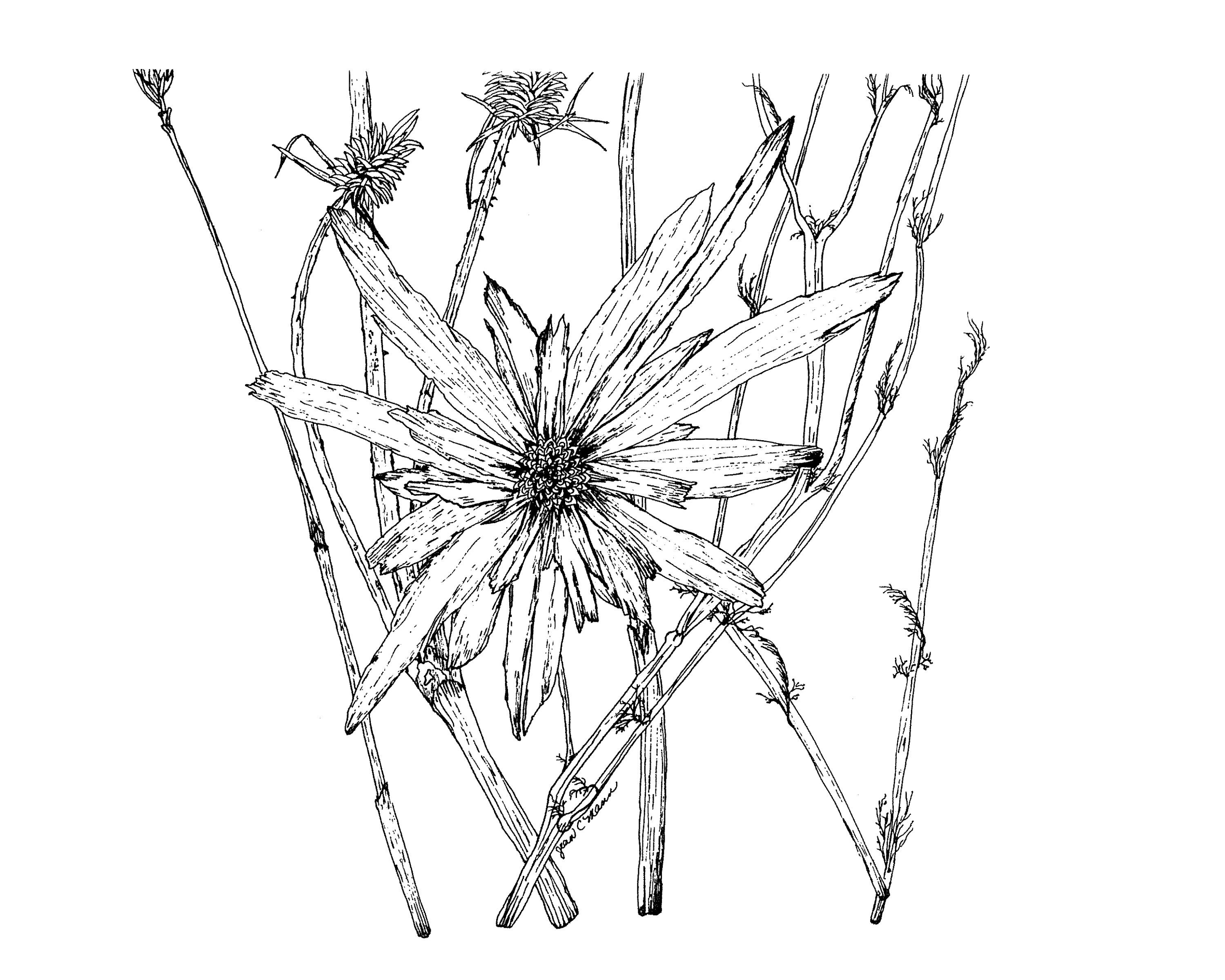 Flower Art/nature Ink Drawing/digital Download - Etsy