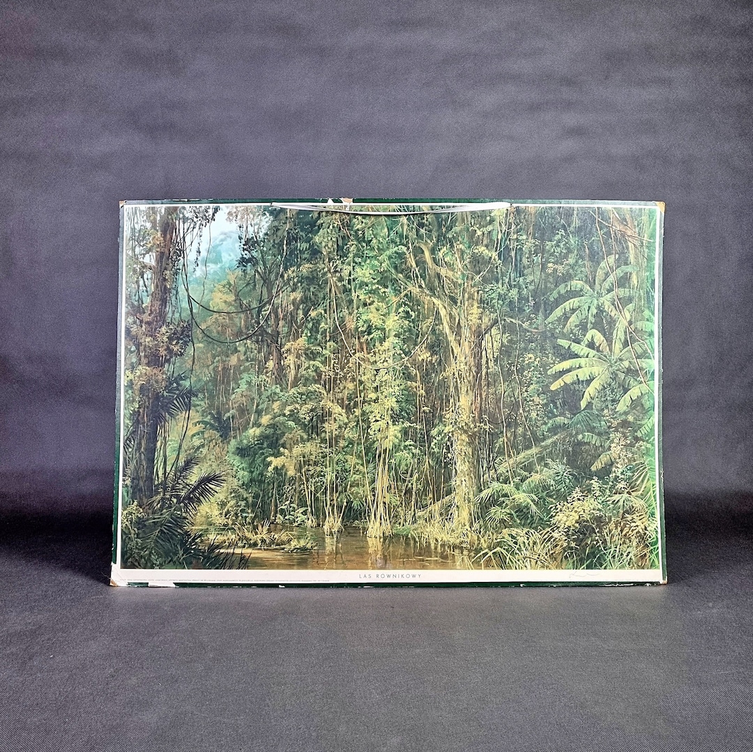 Educational Board 1967 Equatorial Forest, Vintage School Chart, Wall ...