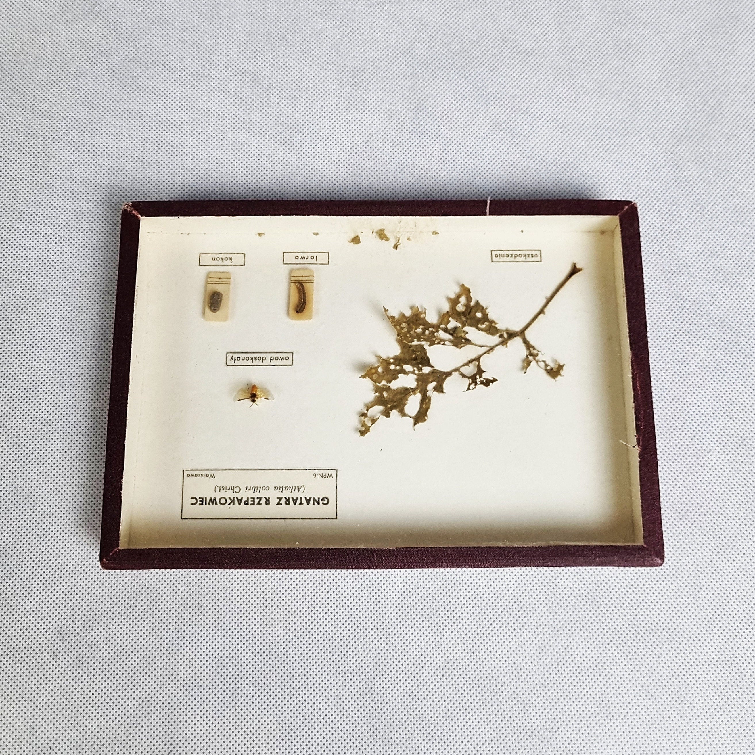 Vintage School Display ,cabinet of Curiosities ,glass Case With Insects ...