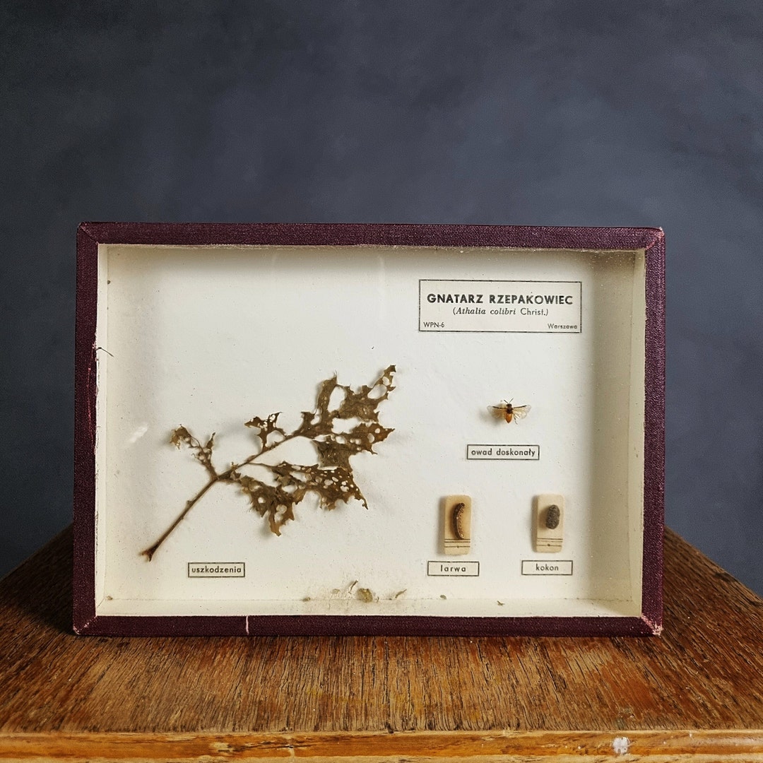 Vintage School Display ,cabinet of Curiosities ,glass Case With Insects ...